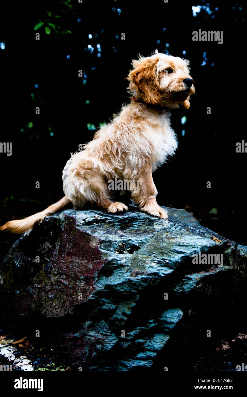 Puppy on rock hi-res stock photography and images - Alamy