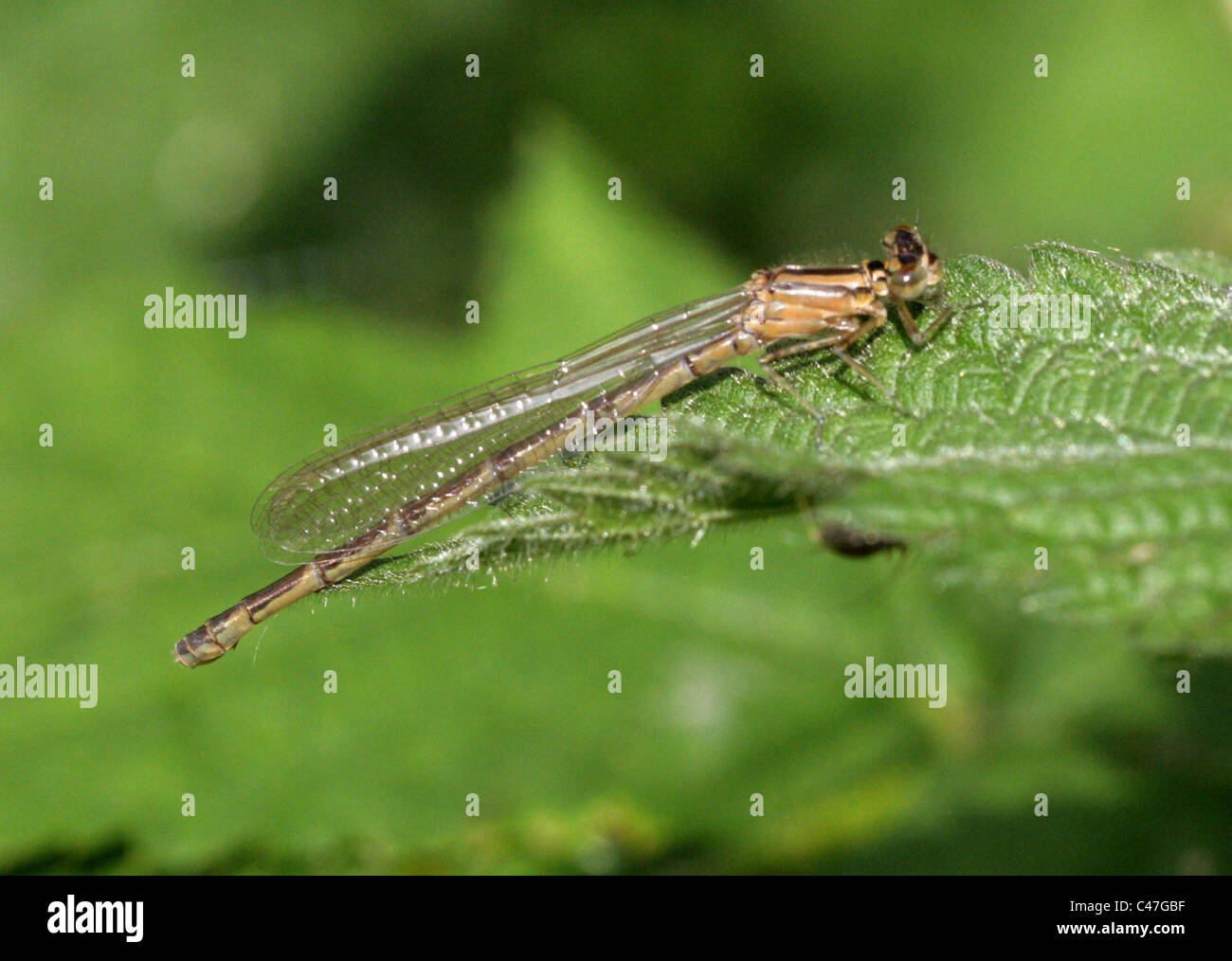 Female Common Blue Damselfly, Enallagma cyathigerum, Odonata ...