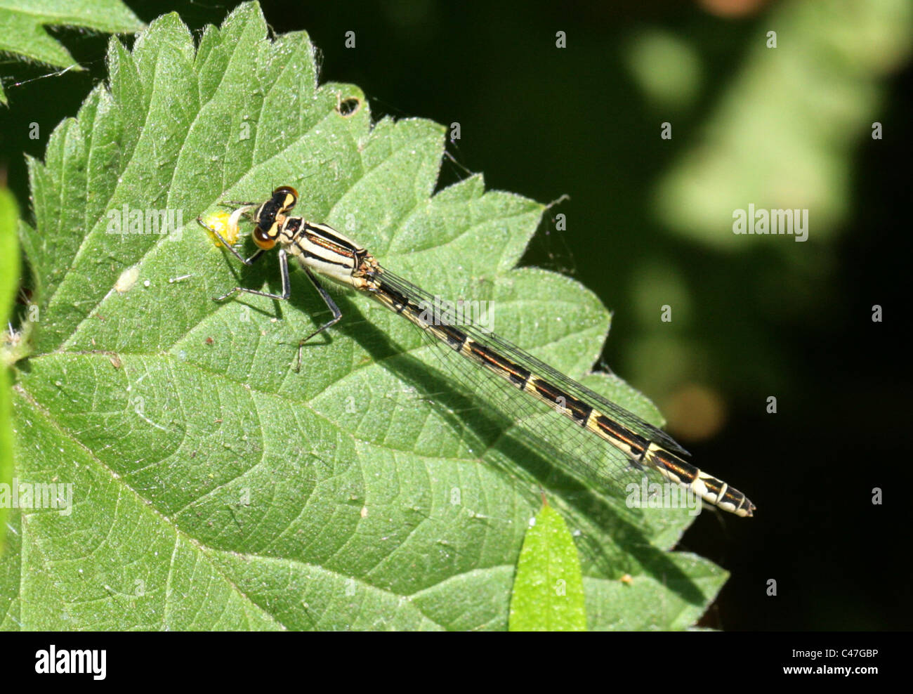 Female Common Blue Damselfly, Enallagma cyathigerum, Odonata ...