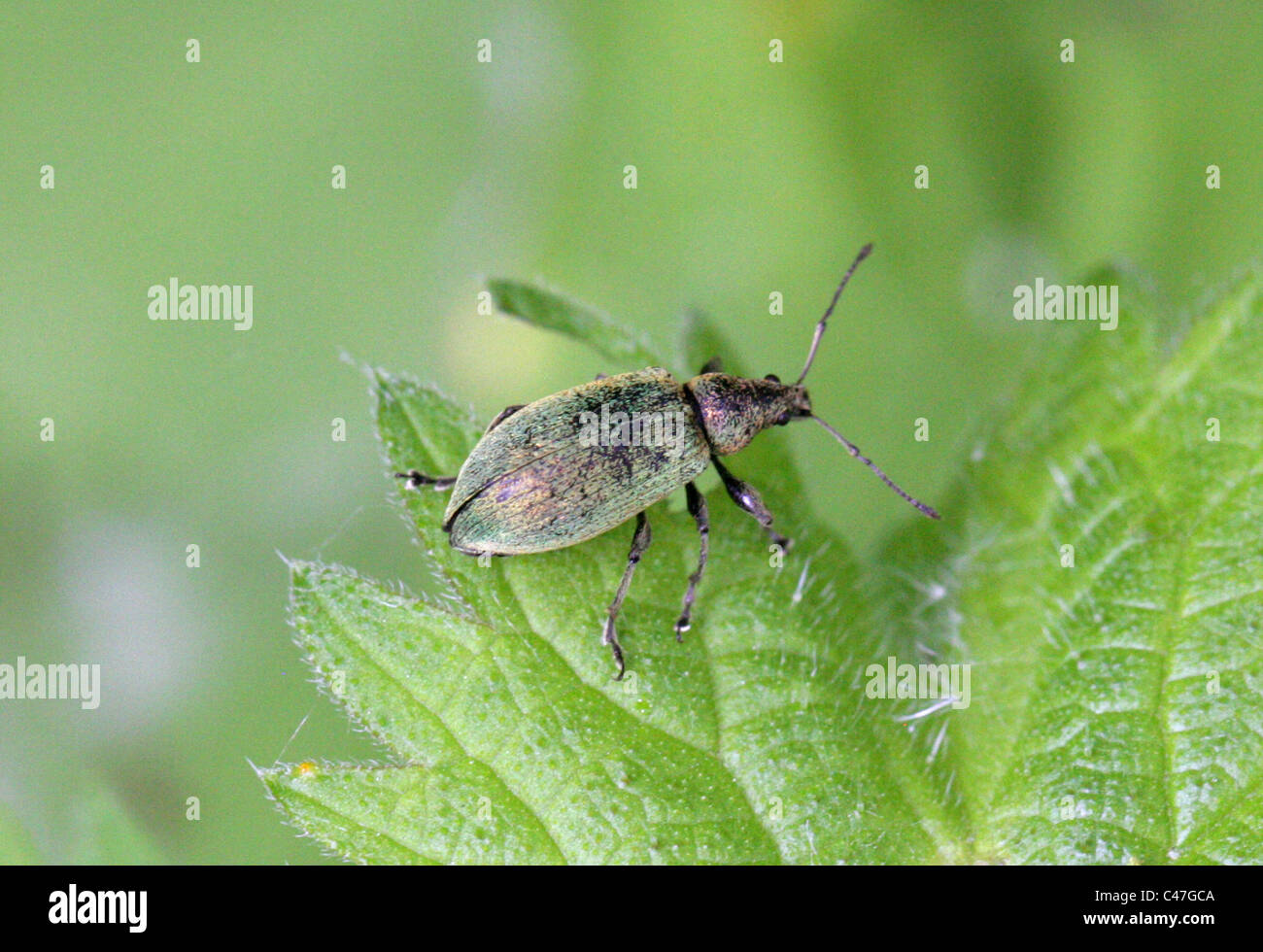Green Nettle Weevil, Phyllobius pomaceus, Entiminae, Curculionidae ...