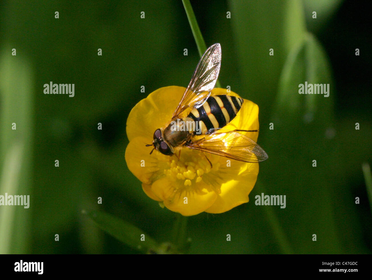 Current Hoverfly, Syrphus ribesii, Syrphidae, Diptera. Syn. Musca ...