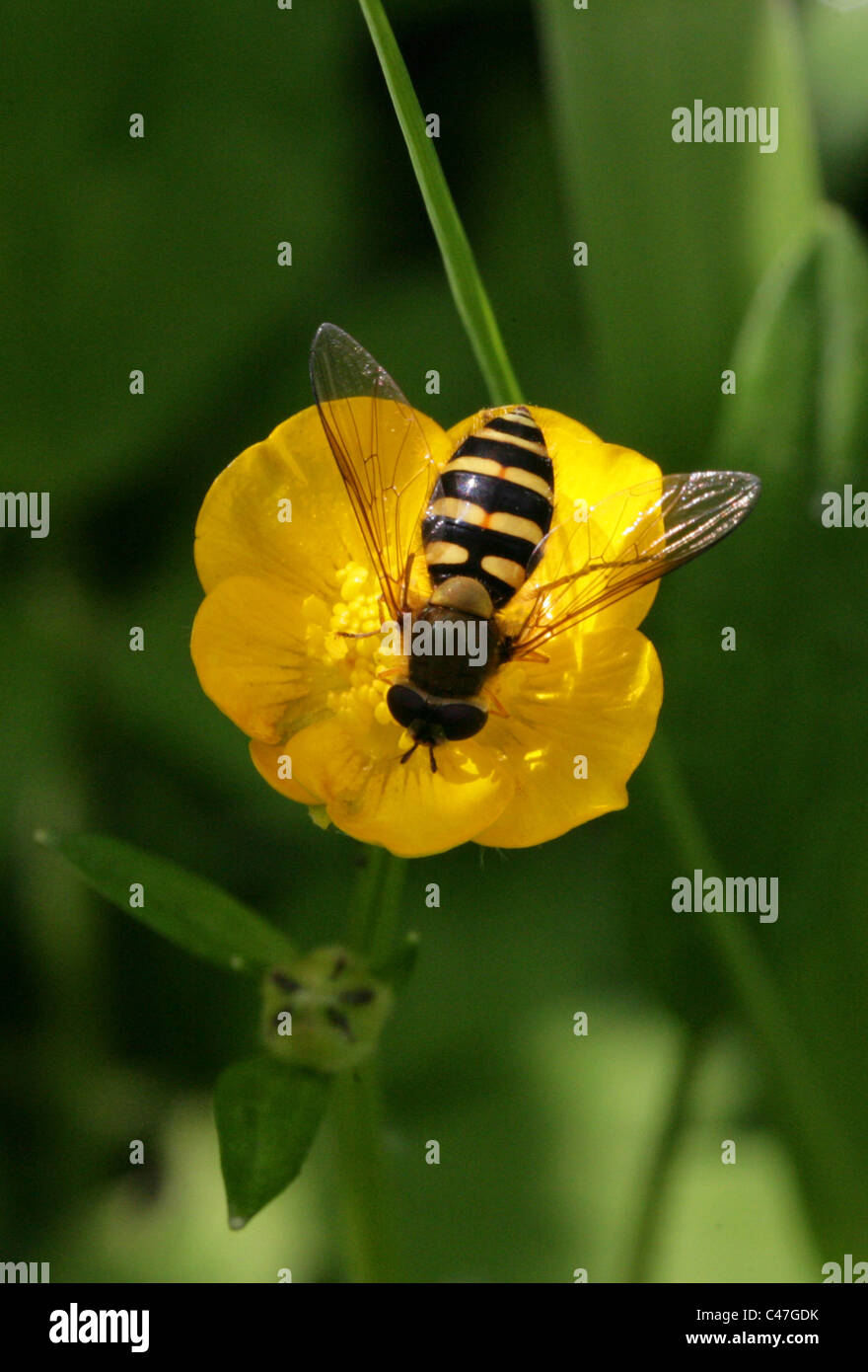 Current Hoverfly, Syrphus ribesii, Syrphidae, Diptera. Syn. Musca ...