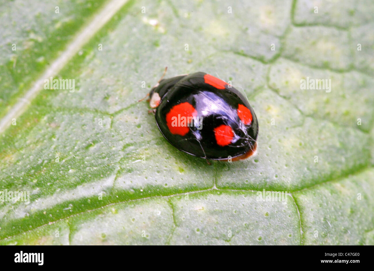 Four red spots black ladybird hi-res stock photography and images - Alamy