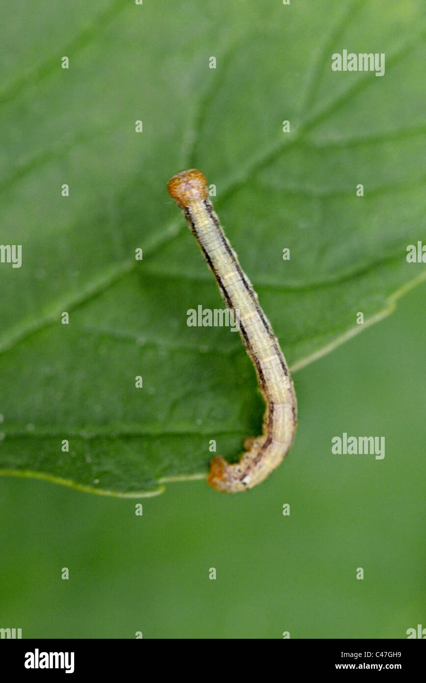 A Geometer Moth Caterpillar or Looper, Geometridae sp Stock Photo - Alamy