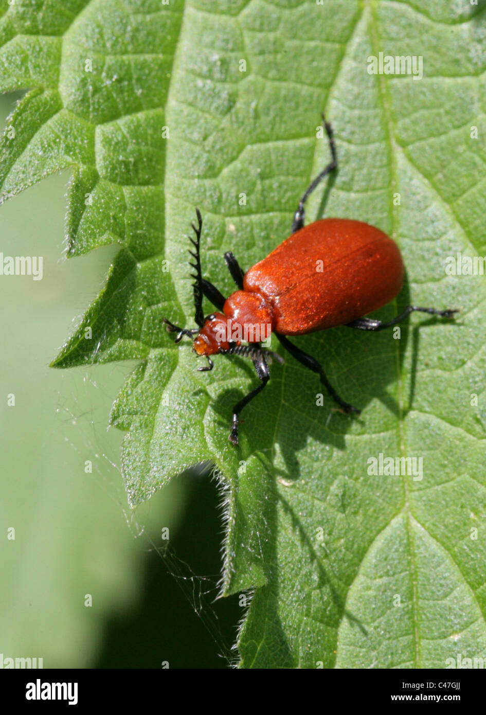 Red-headed Cardinal Beetle, Pyrochroa serraticornis serraticornis ...