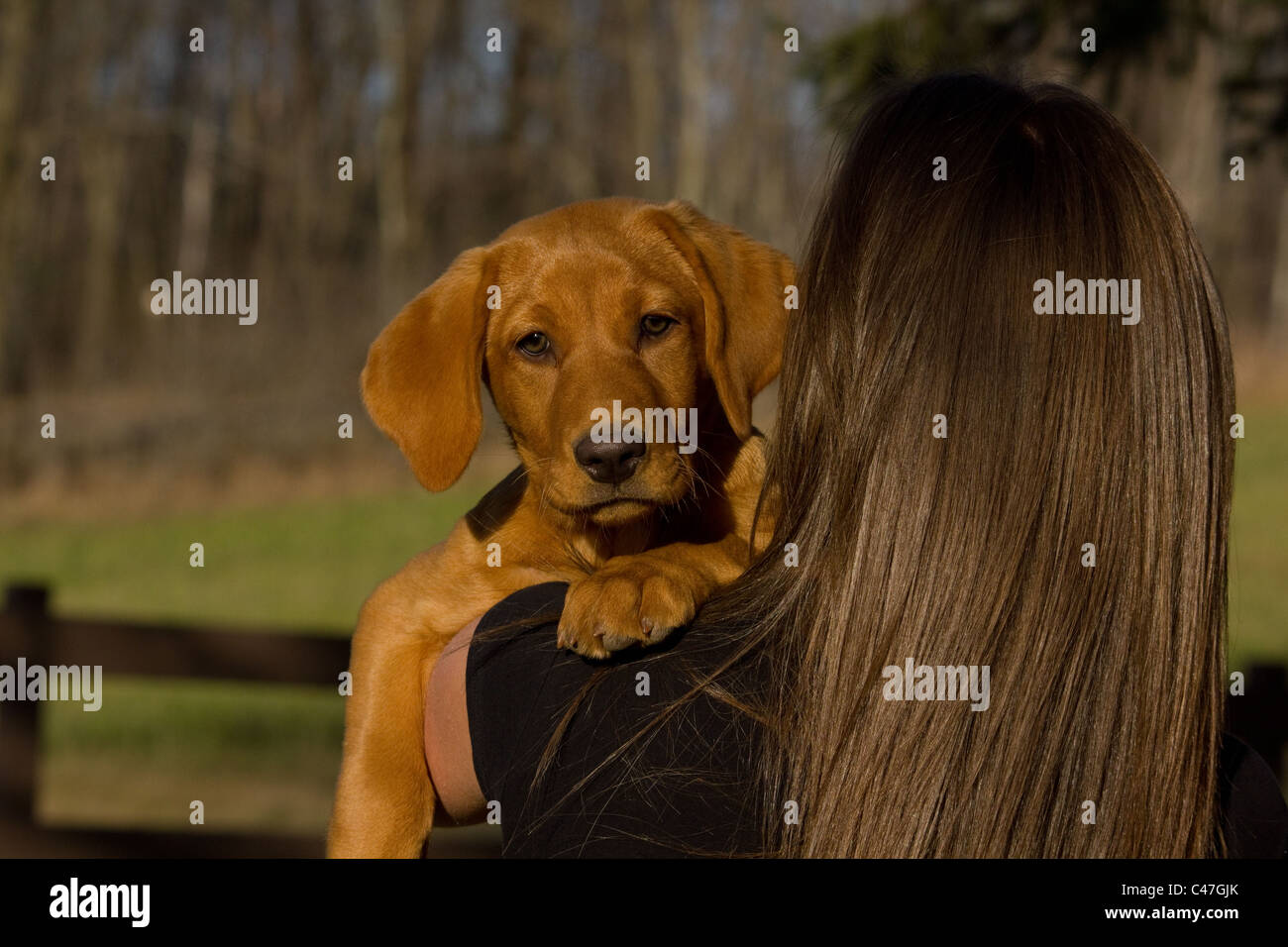 Young woman and Labrador retriever puppy Stock Photo - Alamy
