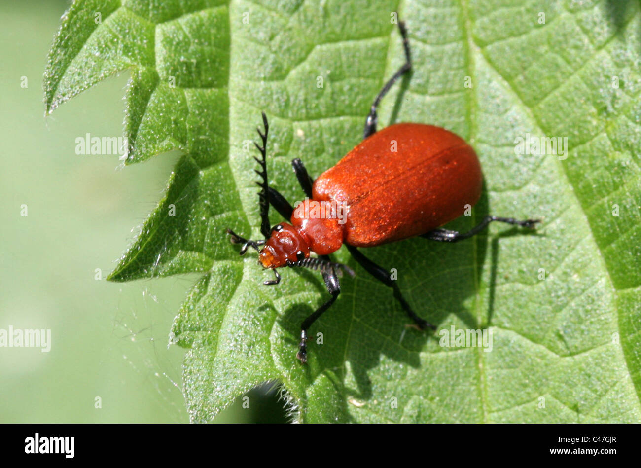 Red cardinal beetles hi-res stock photography and images - Alamy
