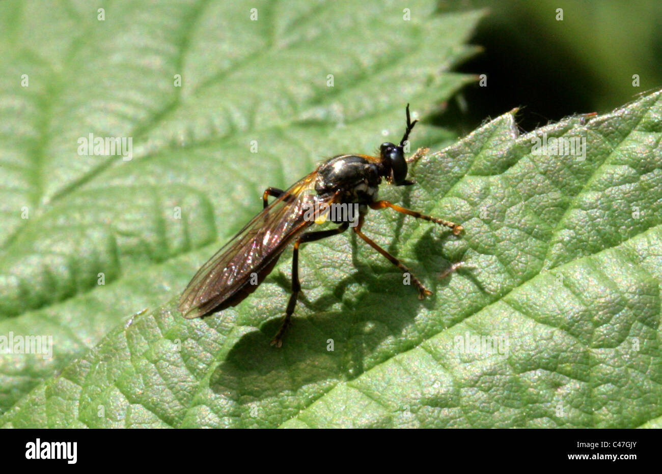 Common Red-legged Robberfly, Dioctria rufipes, Asilidae, Diptera Stock ...