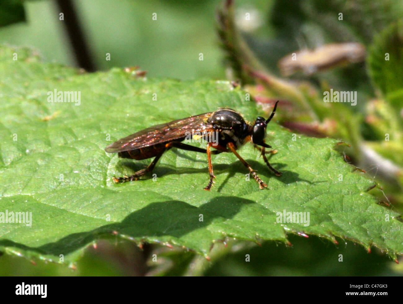 Robber flies uk hi-res stock photography and images - Alamy