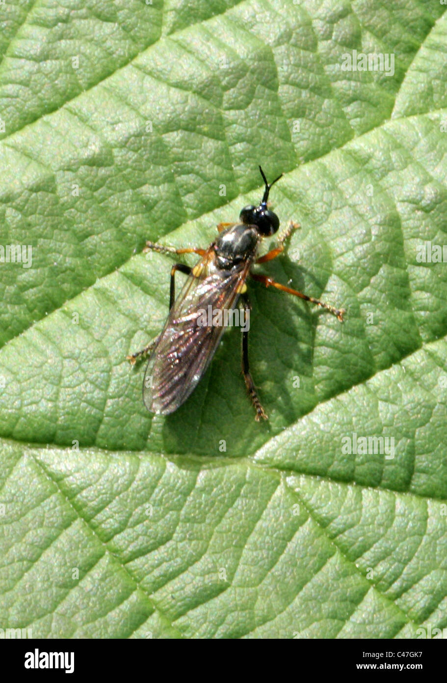 Common Red-legged Robberfly, Dioctria rufipes, Asilidae, Diptera Stock ...