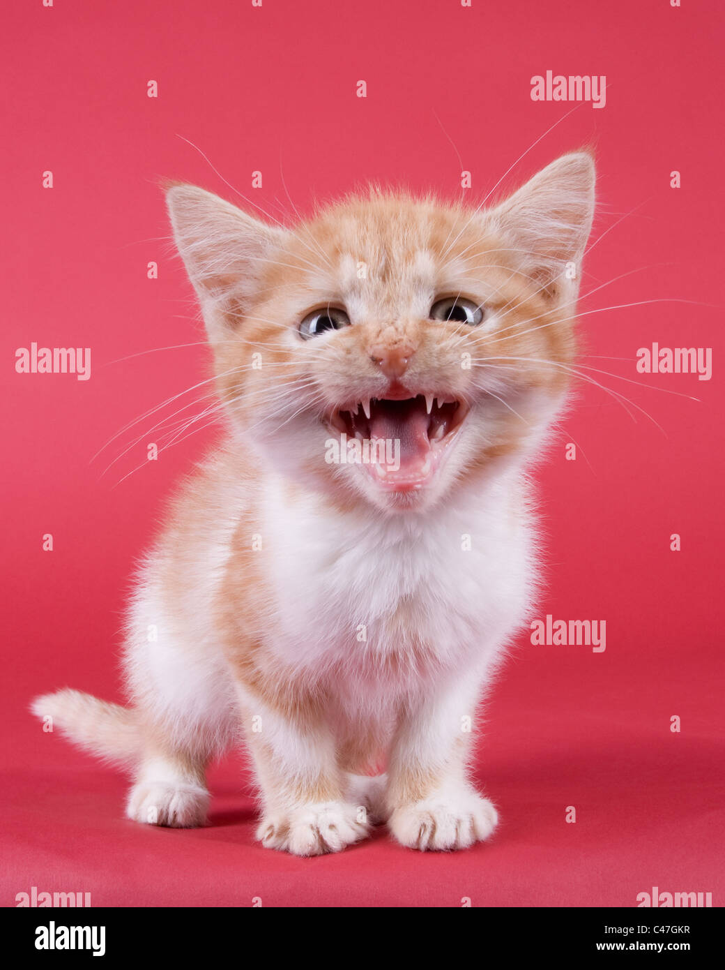 Sitting Watching Cats Felines Young High Resolution Stock Photography ...