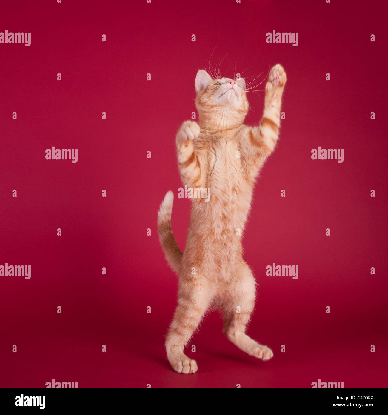Domestic Cat Paw And Mouth High Resolution Stock Photography and Images ...