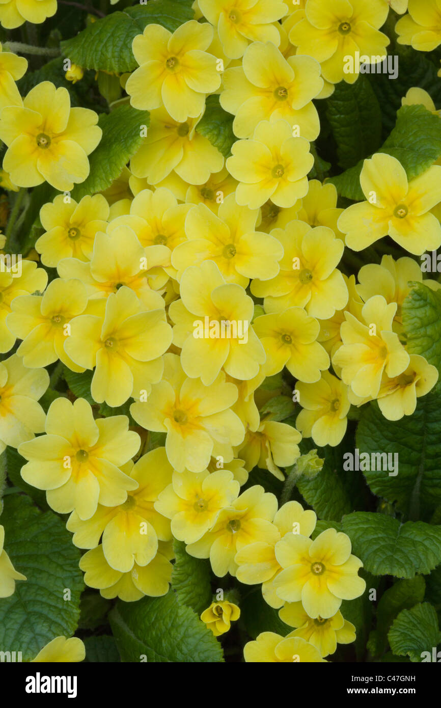 Close up wild primrose hi-res stock photography and images - Alamy