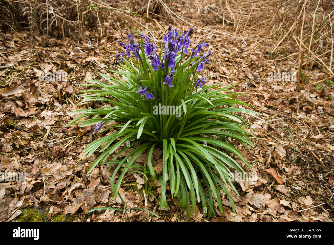 Bluebell wood derbyshire hi-res stock photography and images - Alamy