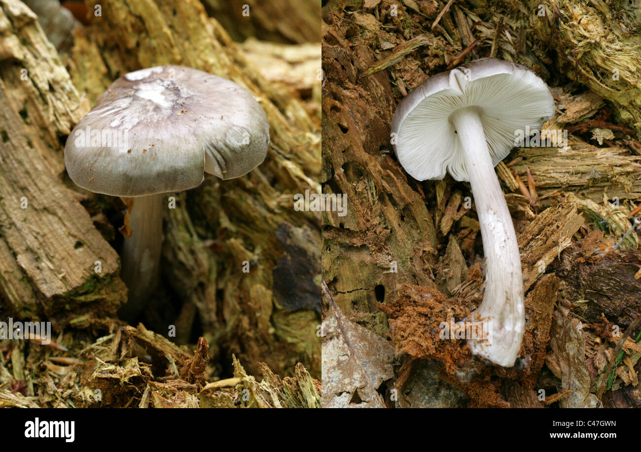 Willow Shield Fungus, Pluteus salicinus, Pluteaceae. Growing out of an ...