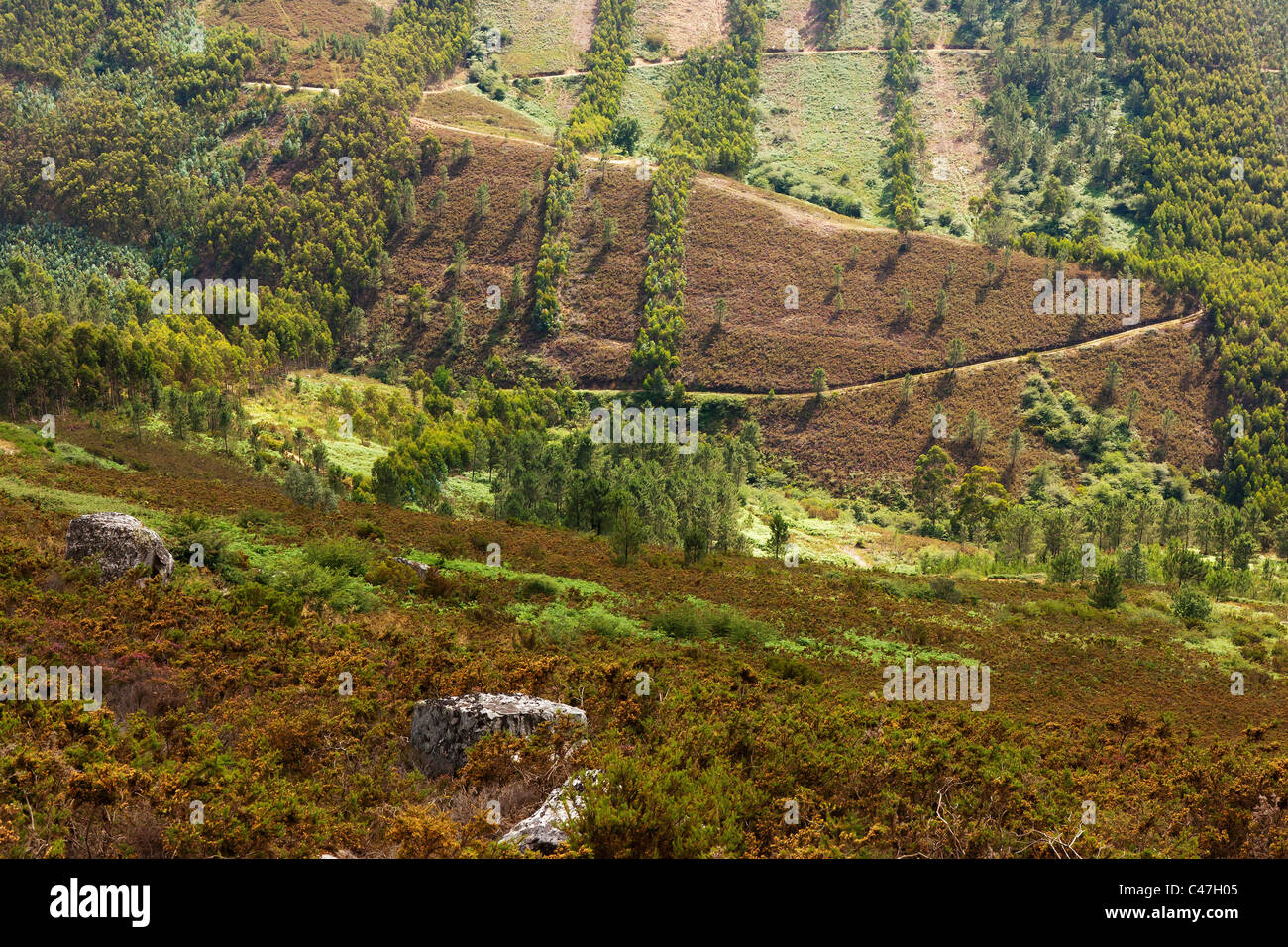 Details of a valley on a mountain such as trees, grass, gravel roads ...