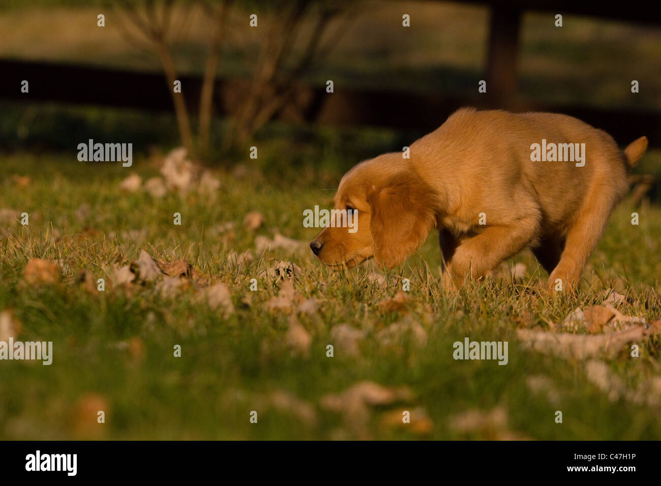 Dog golden retriever puppy smell hi-res stock photography and images ...