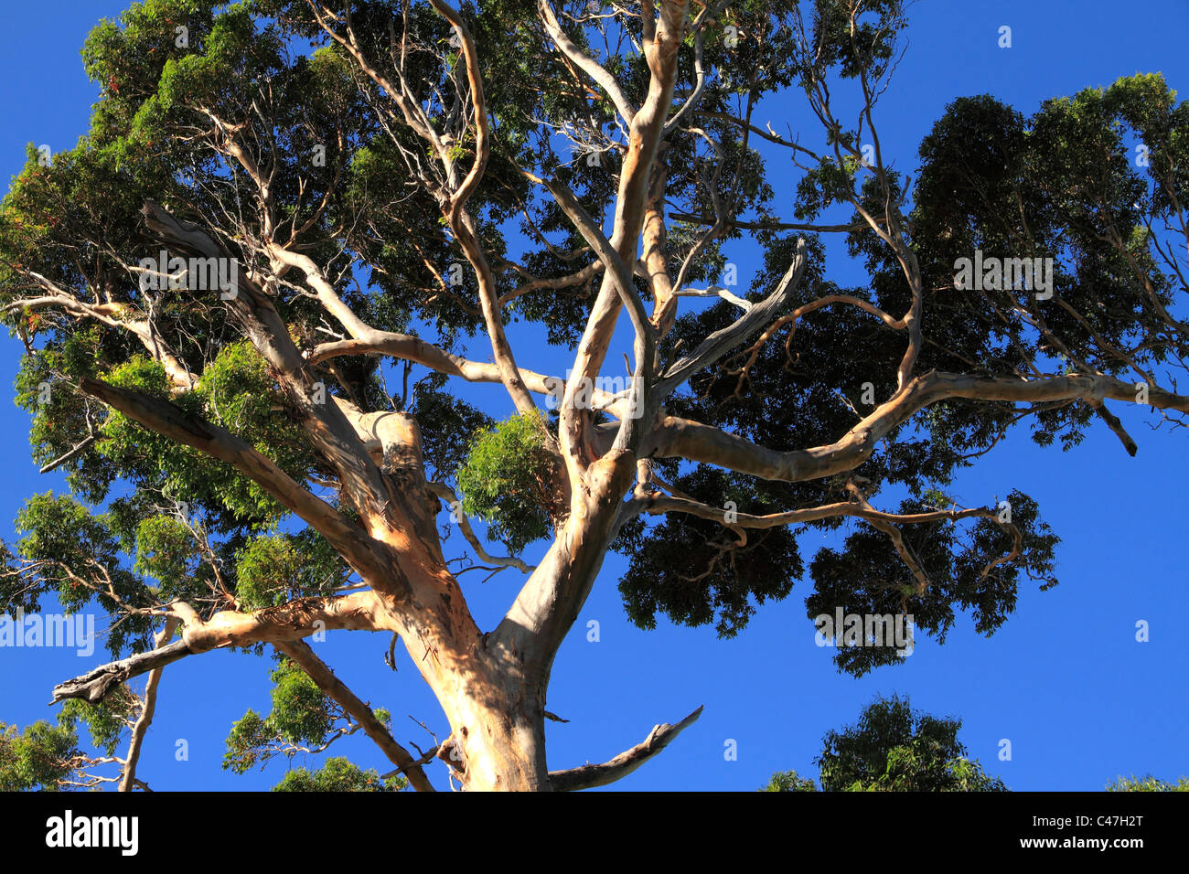 Karri hi-res stock photography and images - Alamy