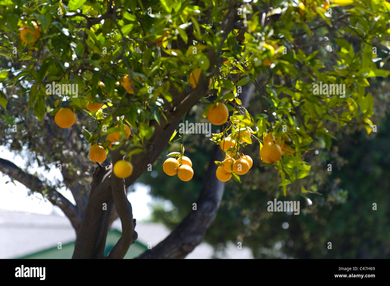 Oranges on the tree Stock Photo - Alamy