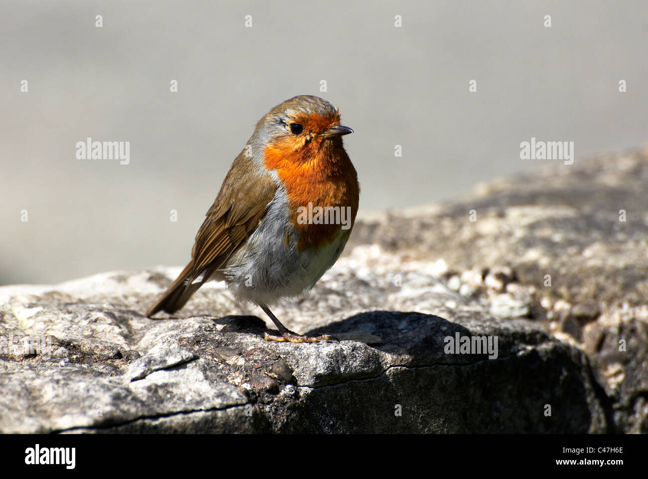 Robin stone hi-res stock photography and images - Alamy