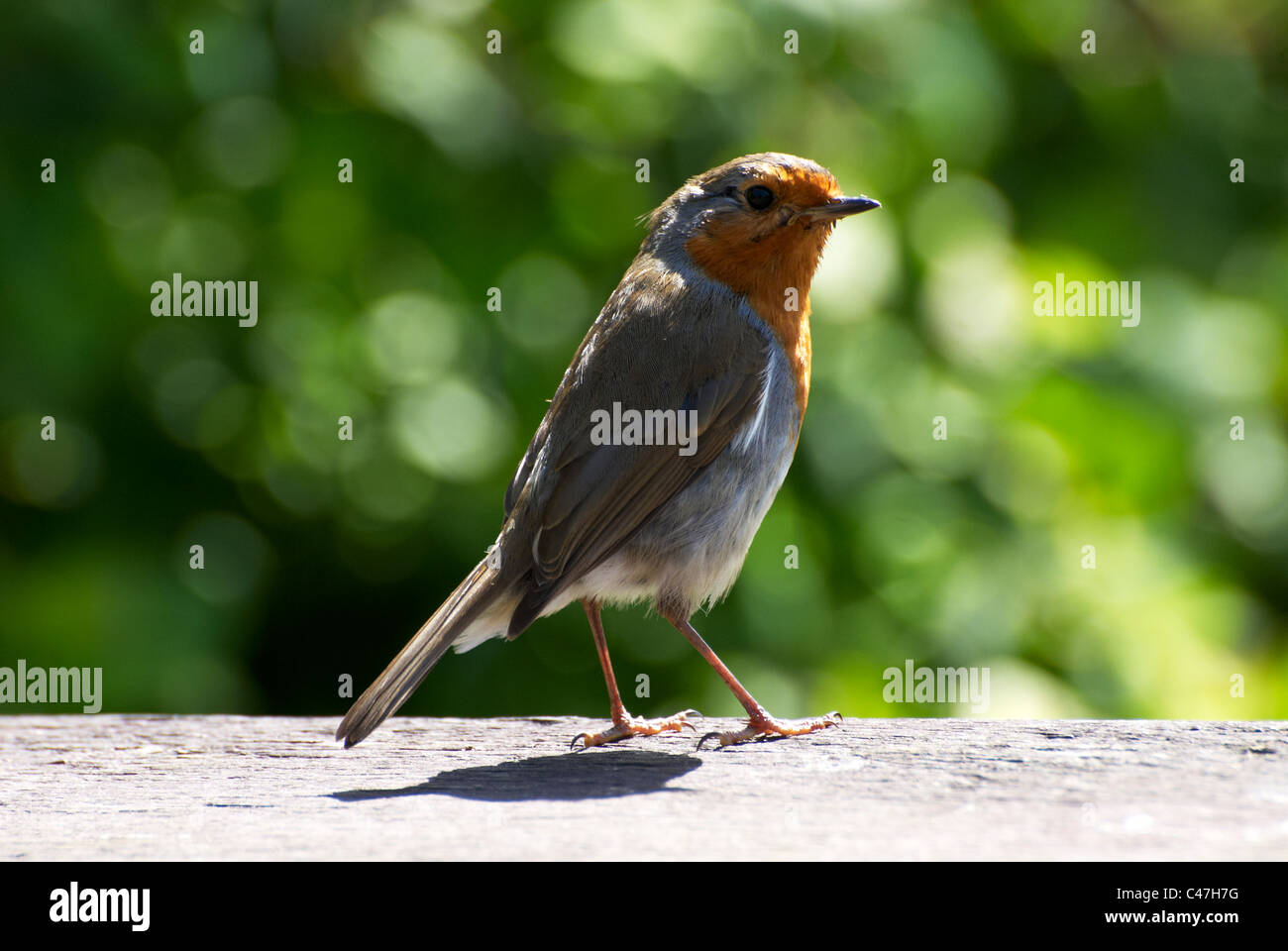 Robin sitting on a picnic table Stock Photo - Alamy