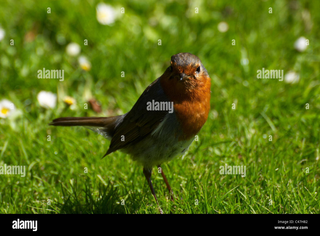 A robin standing on a lawn Stock Photo - Alamy