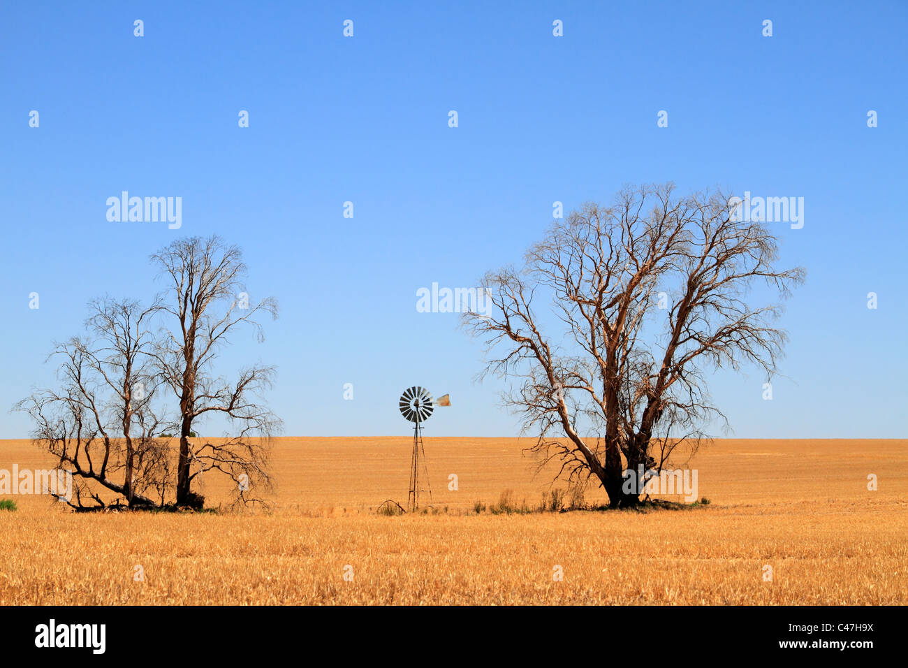 Windmill and trees on farmland, Calingiri Western Australia Stock Photo ...