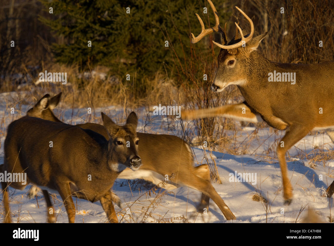 White tailed deer hoof hi-res stock photography and images - Alamy