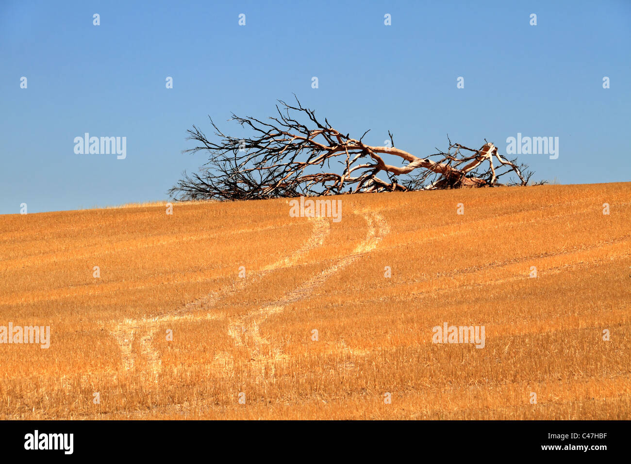 Fallen dead tree on farmland, Calingiri Western Australia Stock Photo ...