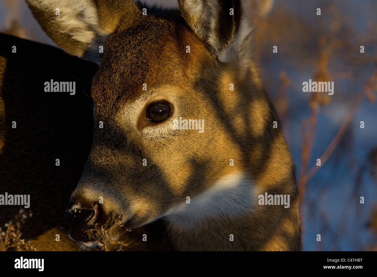 Whitetail deer whitetail deer yearling whitetail doe doe hi-res stock ...