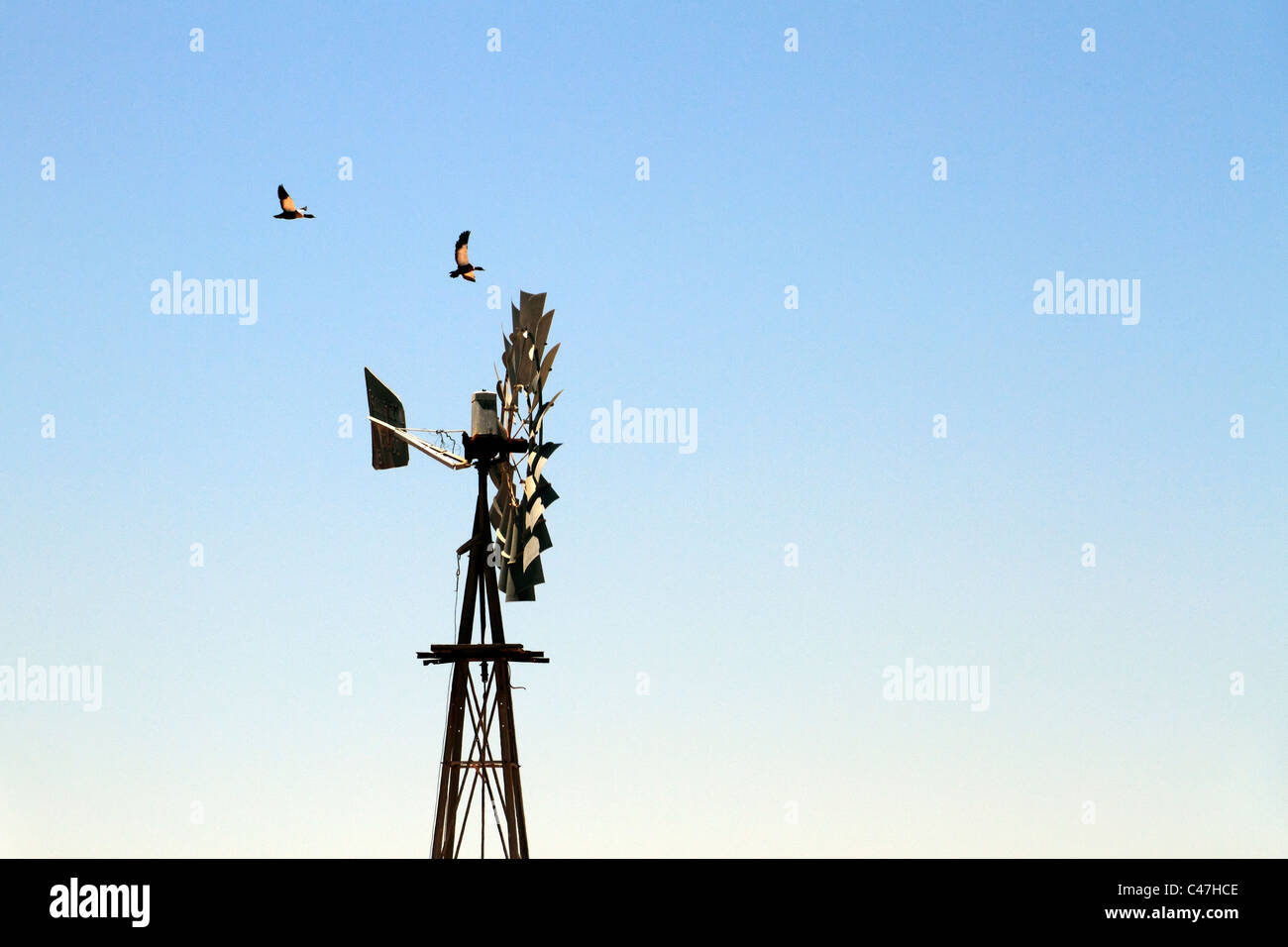 2 ducks flying over a windmill, Calingiri Western Australia Stock Photo ...