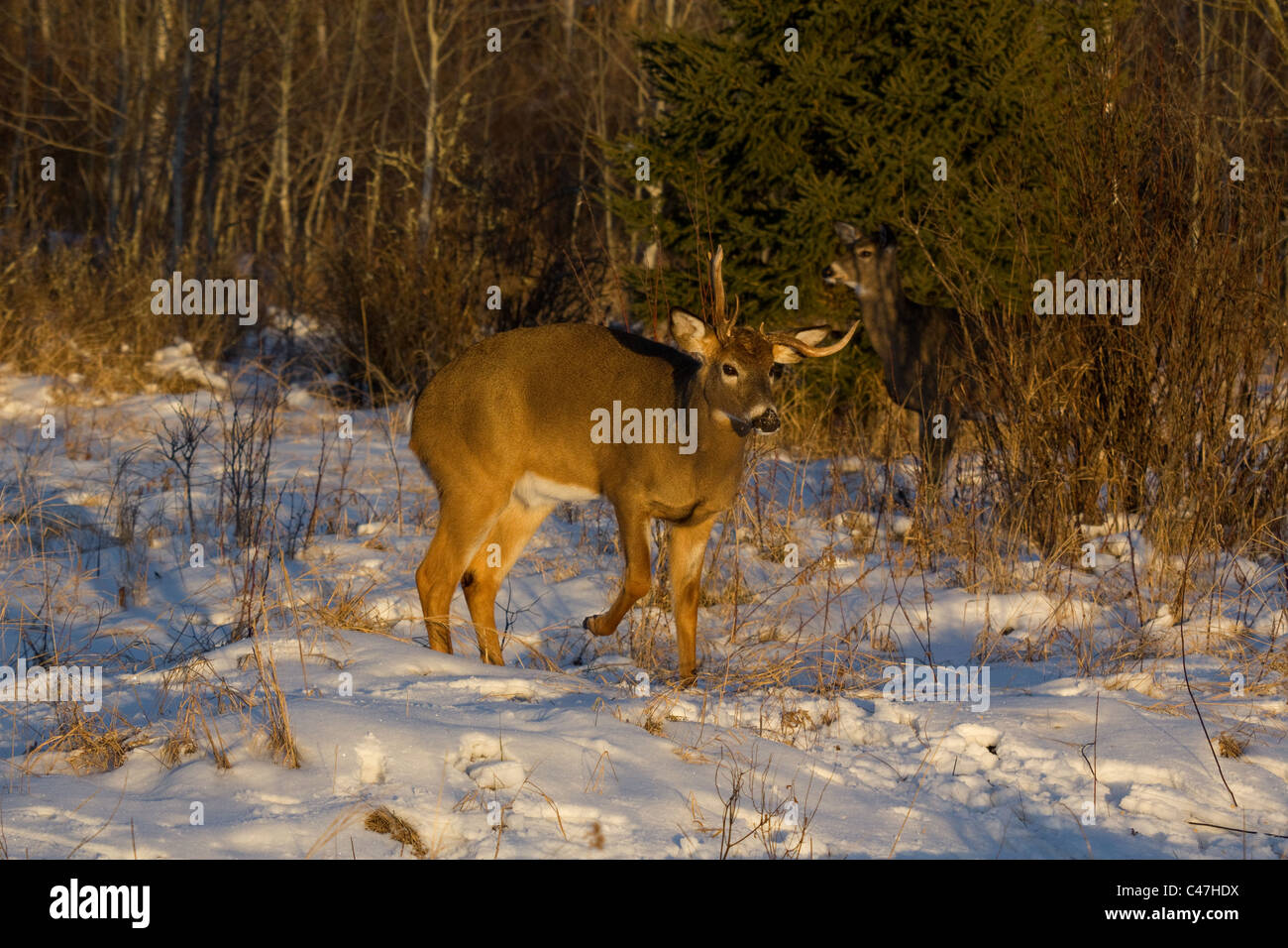White-tailed buck with injury and deformed antlers Stock Photo - Alamy