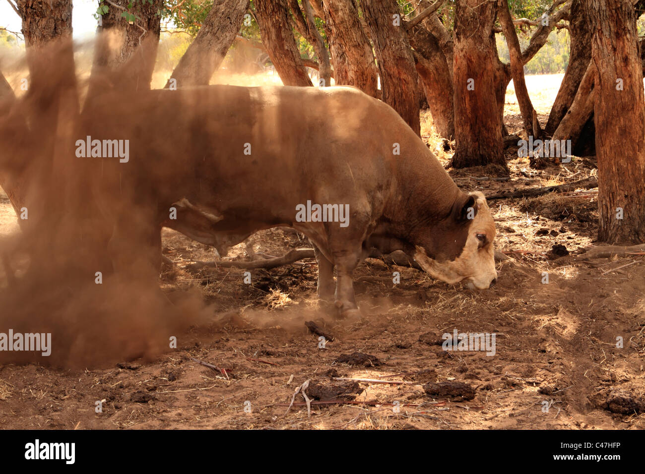 Bull dust hi-res stock photography and images - Alamy