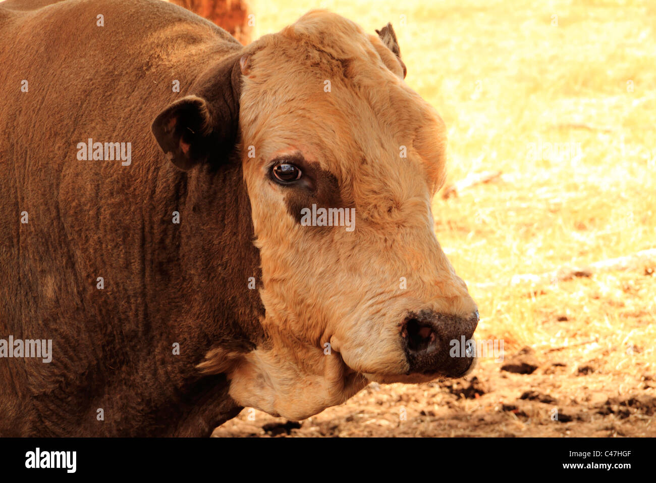 Bull portrait, Calingiri Western Australia Stock Photo - Alamy
