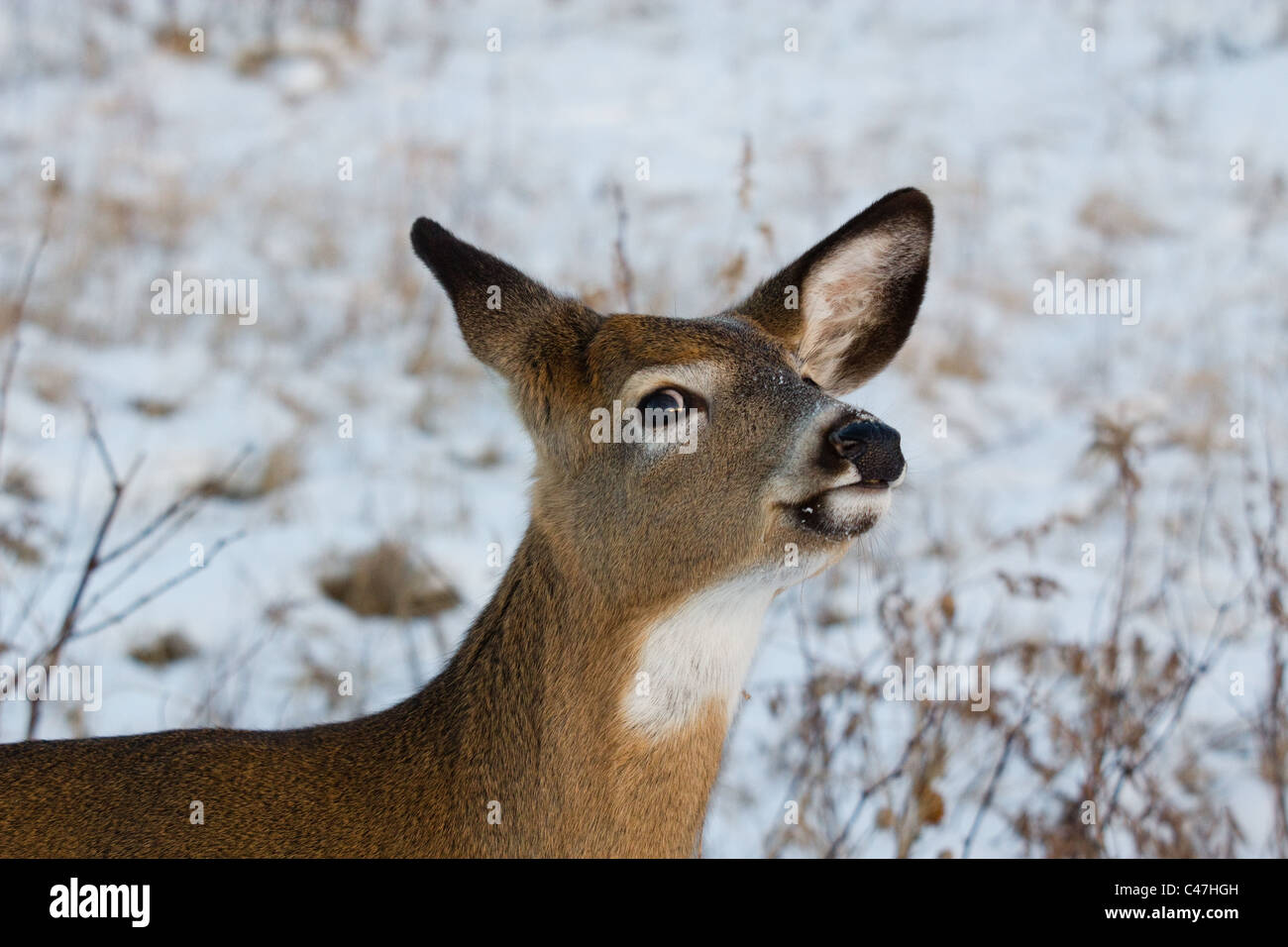 White-tailed yearling in winter Stock Photo - Alamy