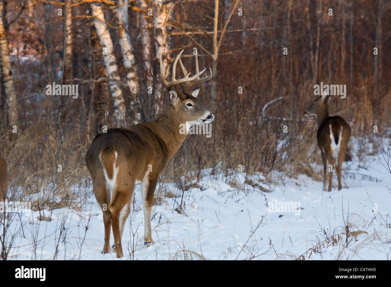 Buck and doe hi-res stock photography and images - Alamy