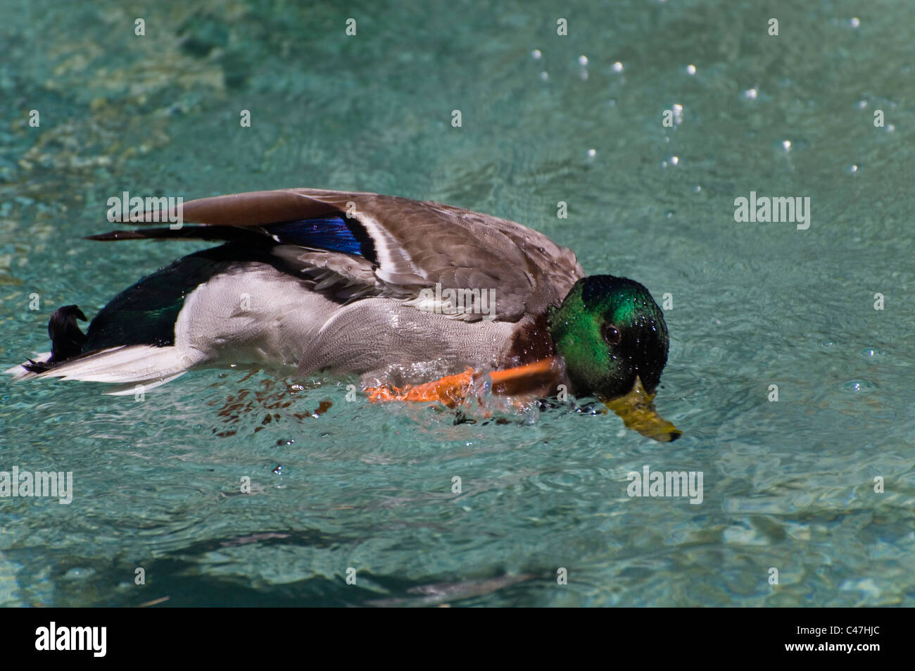 Duck in water Stock Photo - Alamy