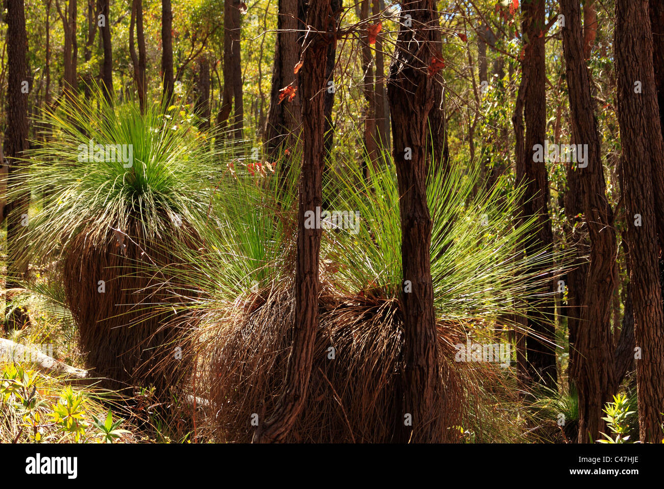 Grass trees xanthorrhoea preissii hi-res stock photography and images ...