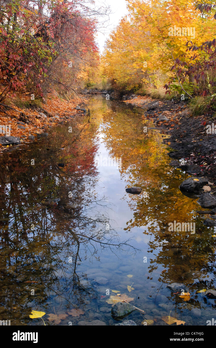 Fall colors and leaves on the water next to the Clark Fork River in ...