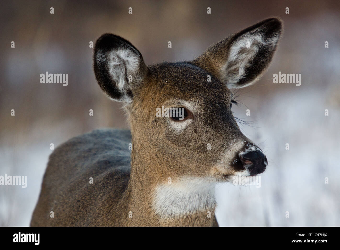 Whitetail deer whitetail deer yearling whitetail doe doe hi-res stock ...