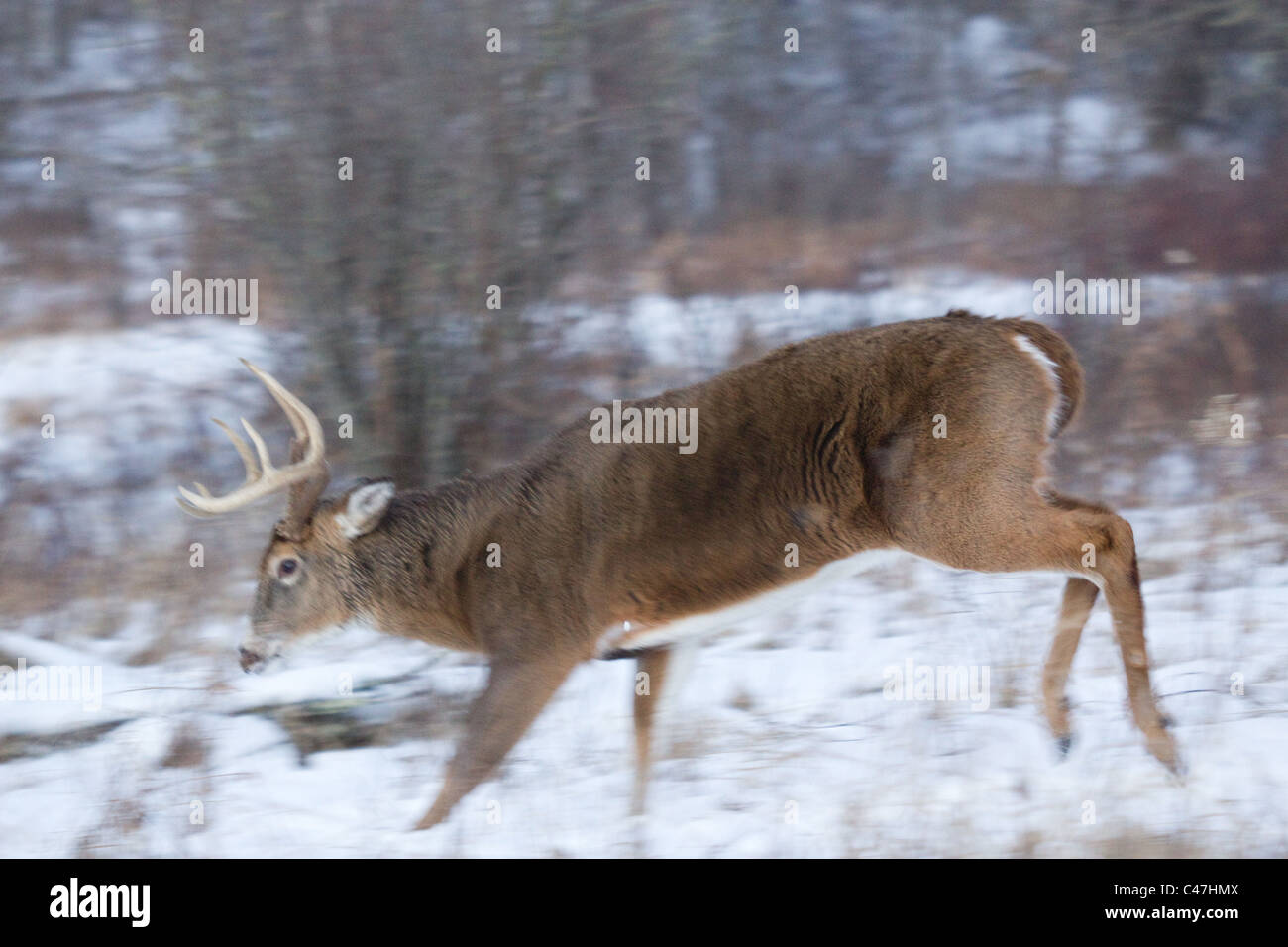 White-tailed buck running Stock Photo - Alamy