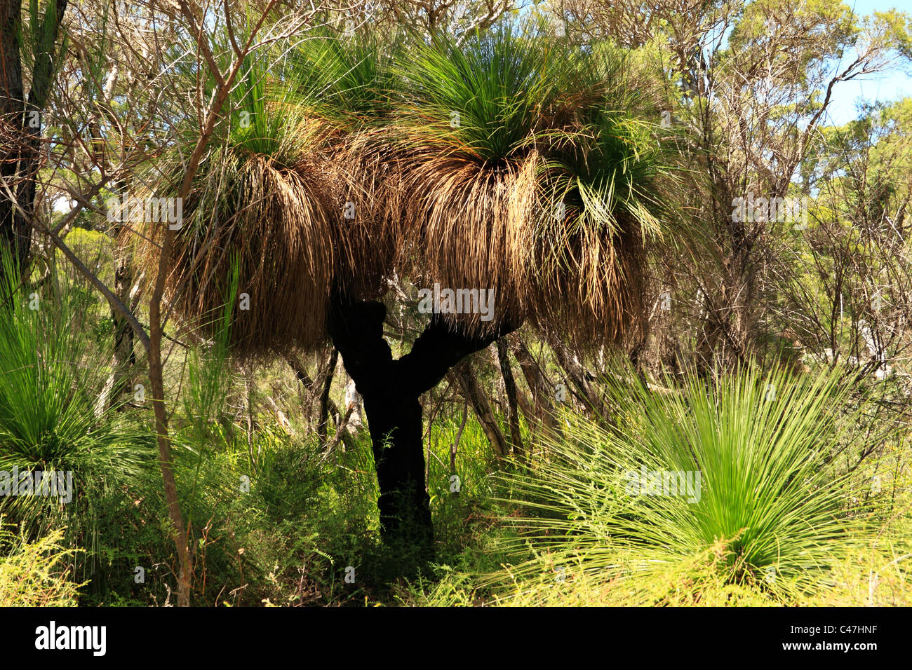 Grass trees ( Xanthorrhoea preissii ) , Augusta Southwest Australia ...