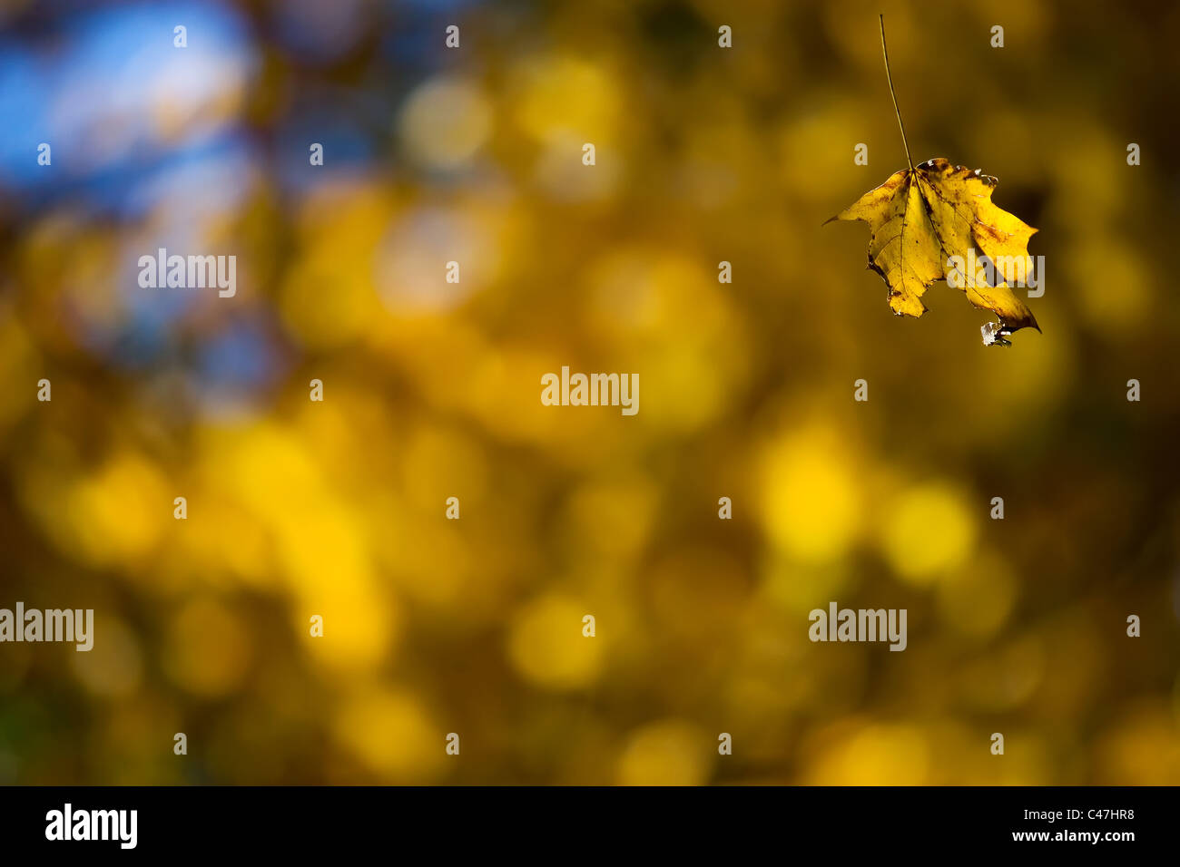 A Single leaf falls from a tree Stock Photo - Alamy