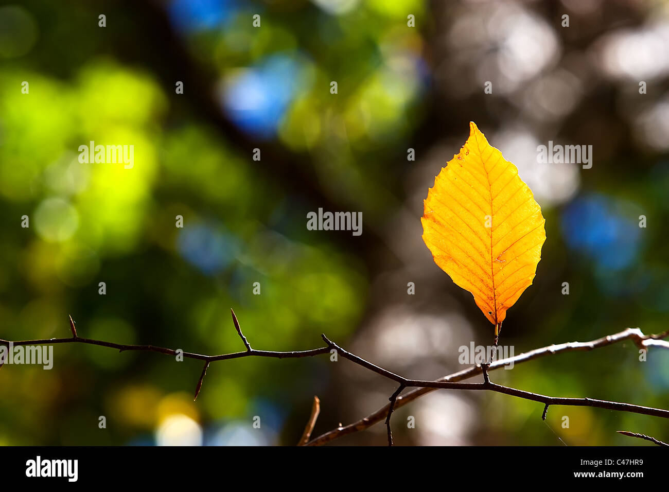A single bright colored leaf Stock Photo - Alamy