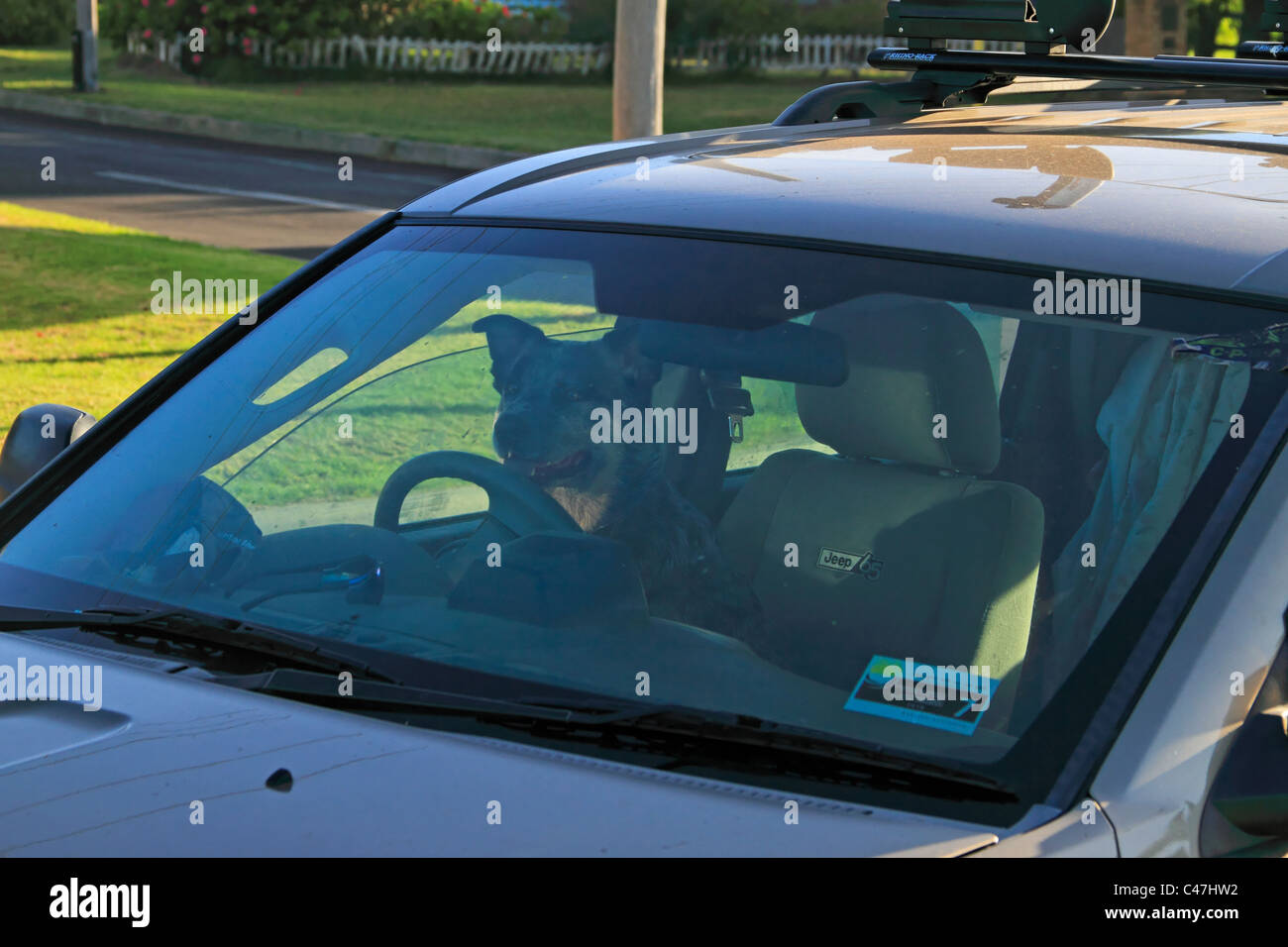 Dog sitting behind the steering wheel of a motor car Stock Photo - Alamy