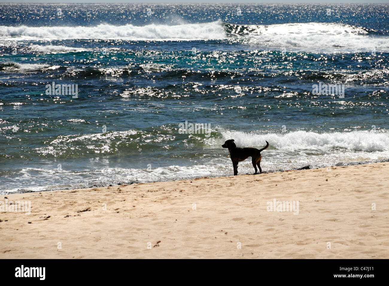 Dog on beach watching the ocean waves Stock Photo - Alamy