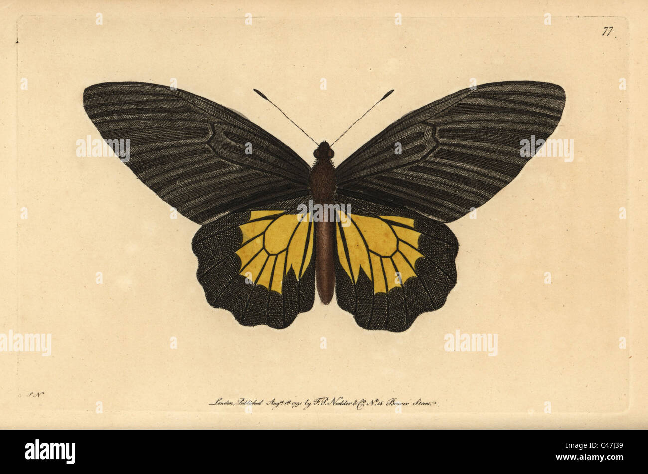 Butterfly troides helena hi-res stock photography and images - Alamy