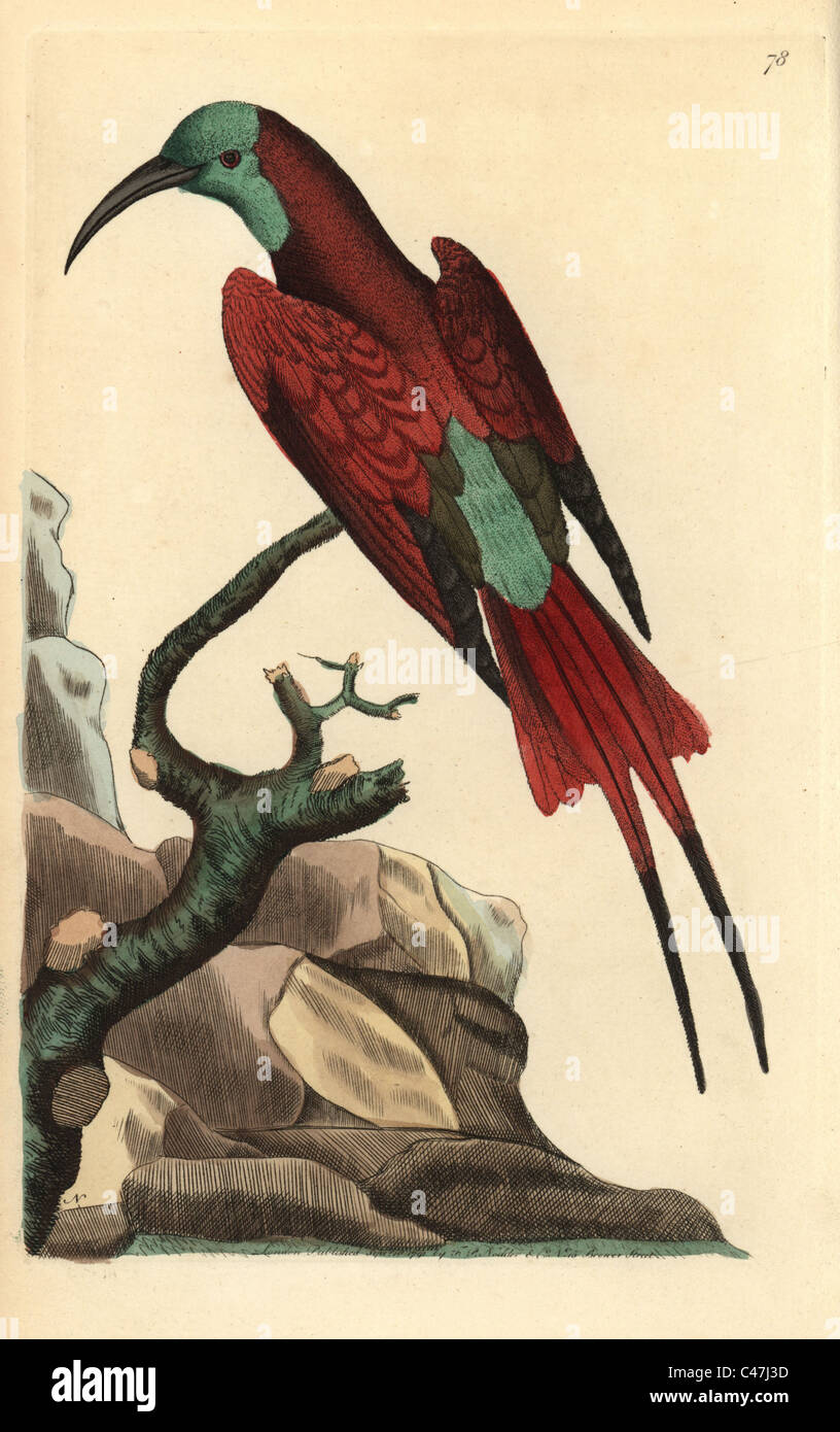 Superb bee eater hi-res stock photography and images - Alamy