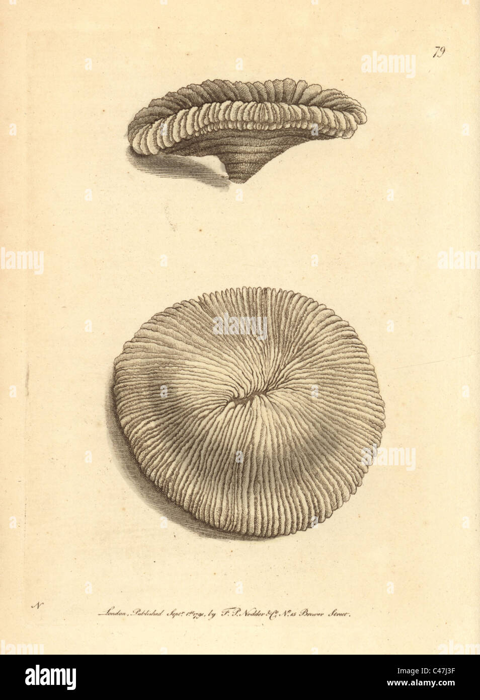 Mushroom coral, Fungiidae species Stock Photo - Alamy