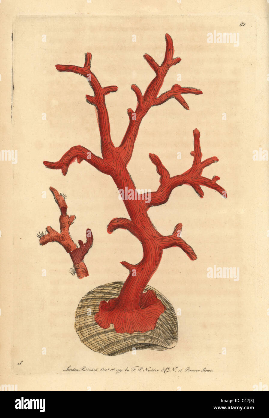 Red coral, Corallium rubrum Stock Photo - Alamy